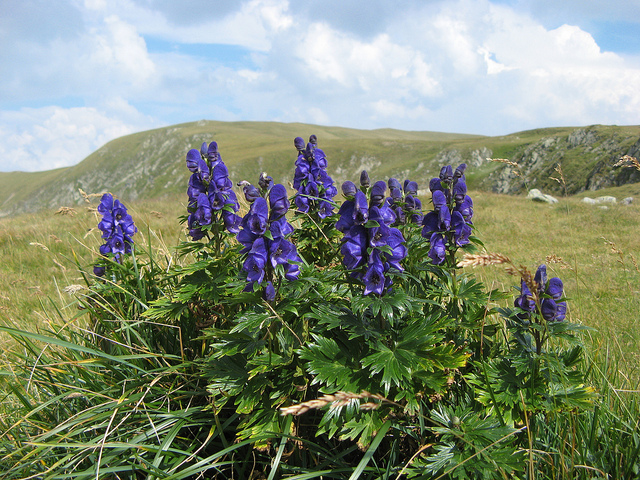 Healing With Herbs: Aconite
